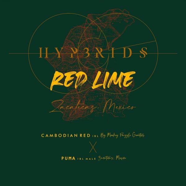 Reg Packs | 15+ Seeds – Page 4 – Hyp3rids